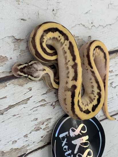 Pastel Orange Dream Leopard Fire Yellowbelly Ball Python by Srs Exotics