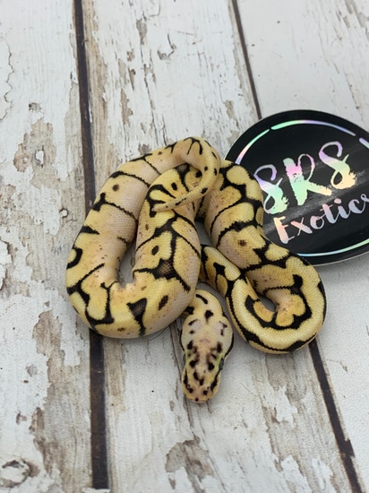 Bumblebee Asphalt Ball Python by Srs Exotics