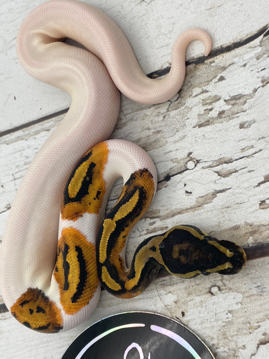 2022 Pied Ball Python by Srs Exotics - MorphMarket
