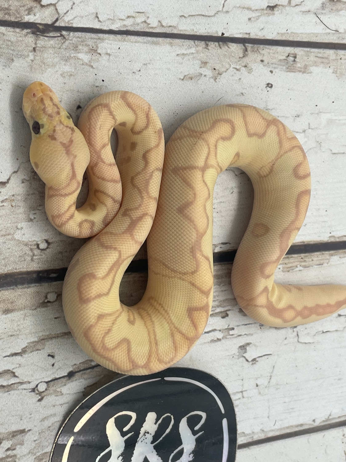 Pastel Banana Orange Dream Clown Ball Python by Srs Exotics - MorphMarket