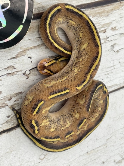 Fire Freeway Ball Python by Srs Exotics