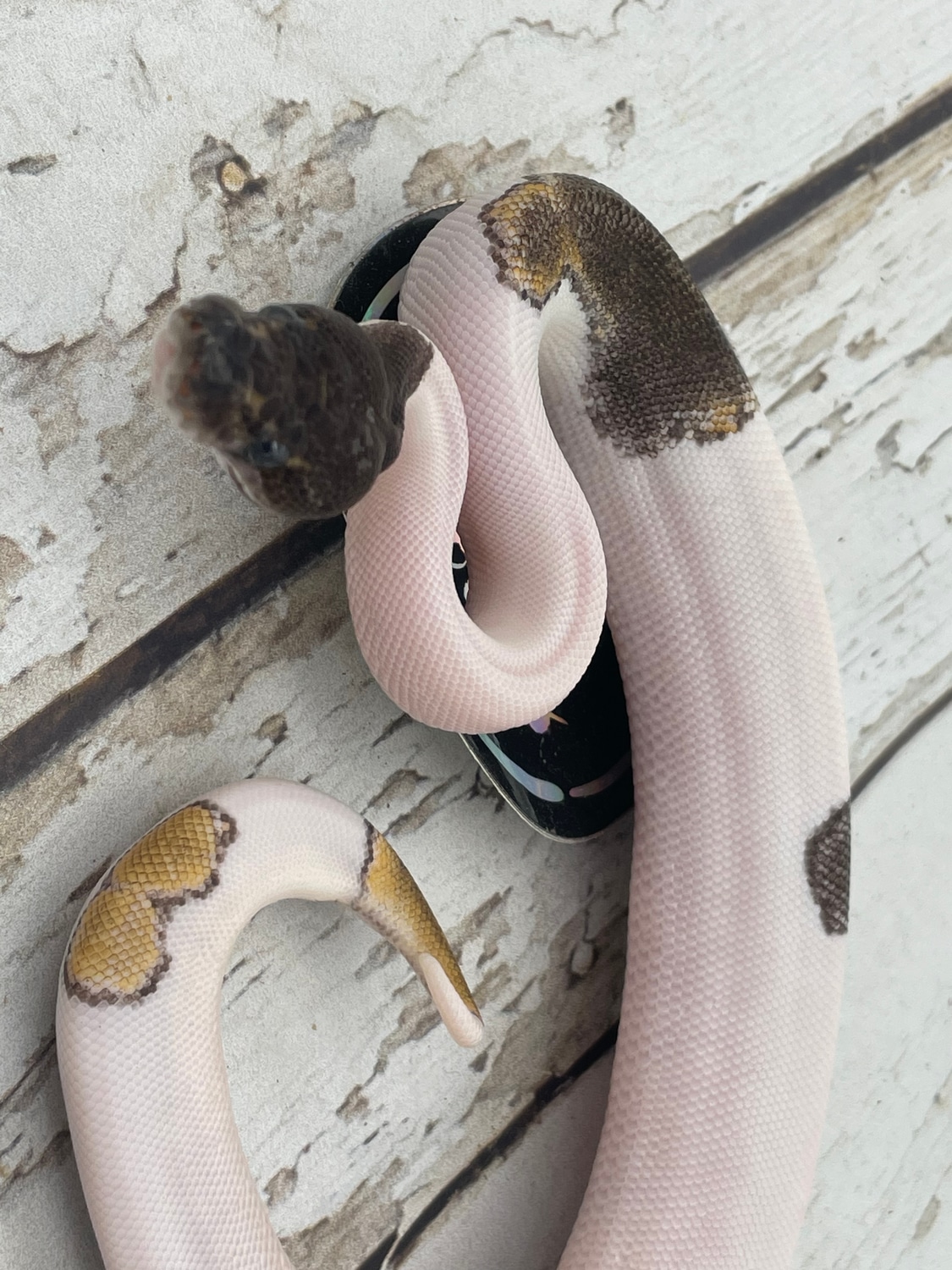 Mojave Blackhead Pied Poss Mahogany Poss Leopard Ball Python by Srs ...