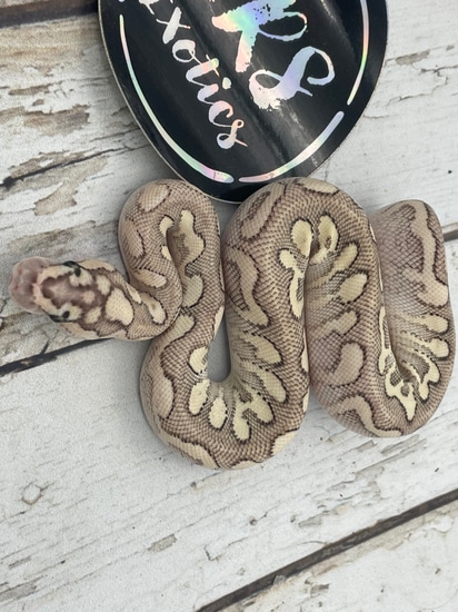 Ghi Lesser Yellowbelly Spotnose Clown Ball Python by Srs Exotics