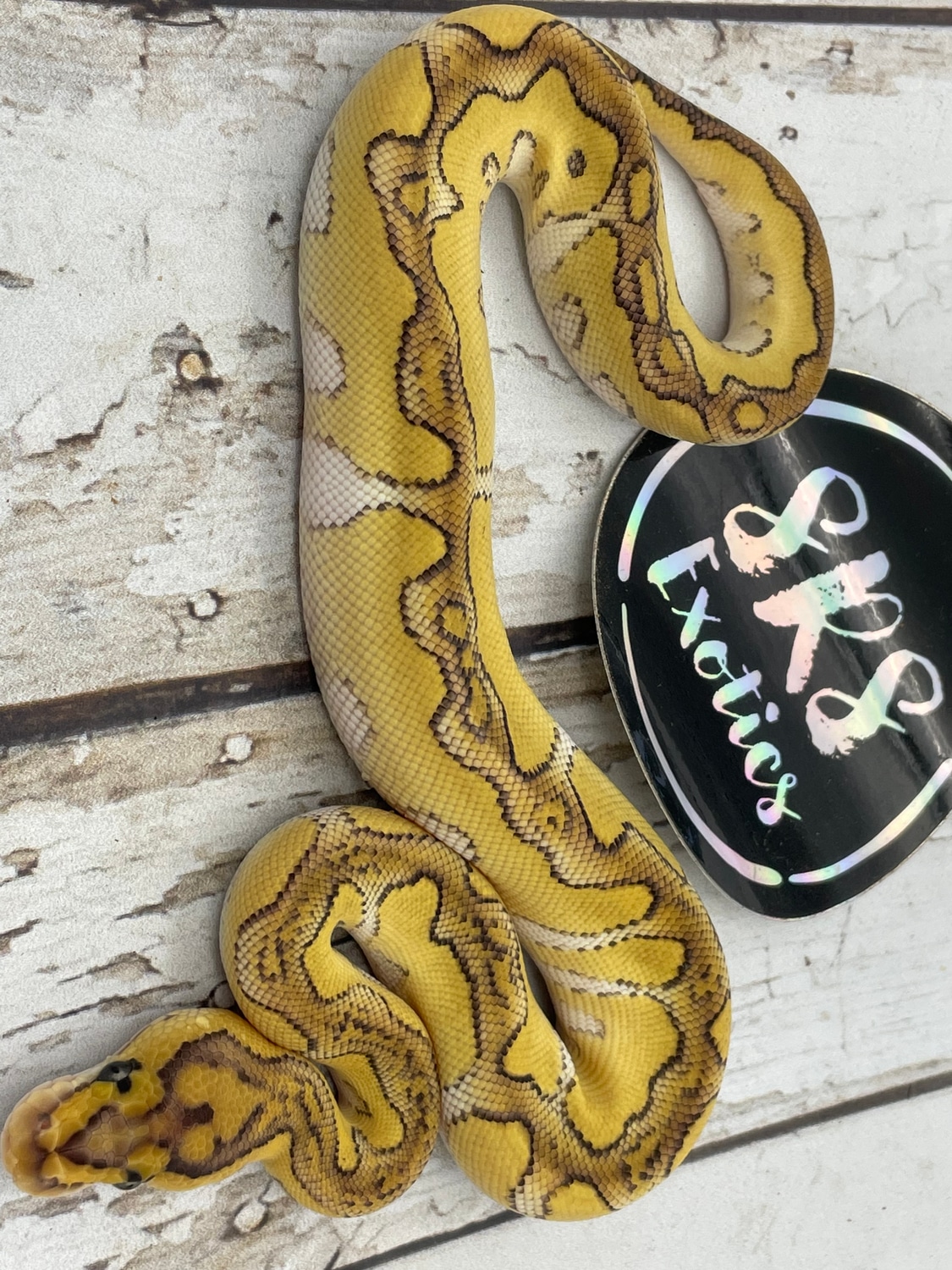 Lesser Yellowbelly Clown Ball Python by Srs Exotics - MorphMarket