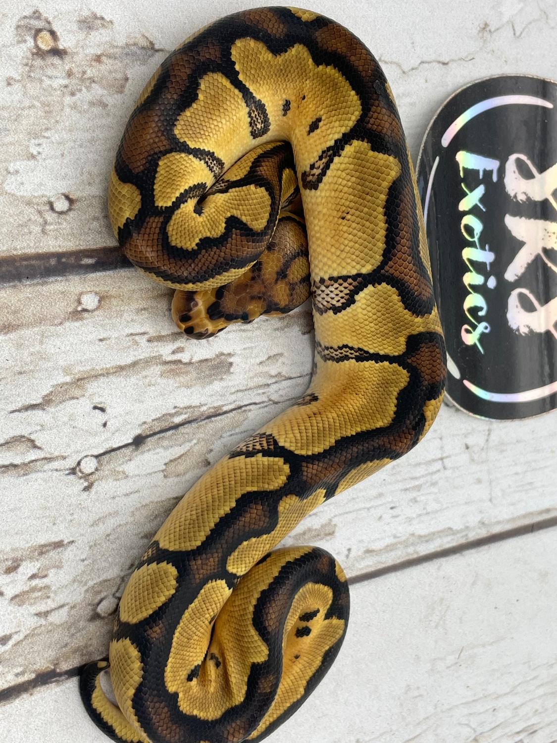 Redstripe Yellowbelly Clown Ball Python by Srs Exotics - MorphMarket