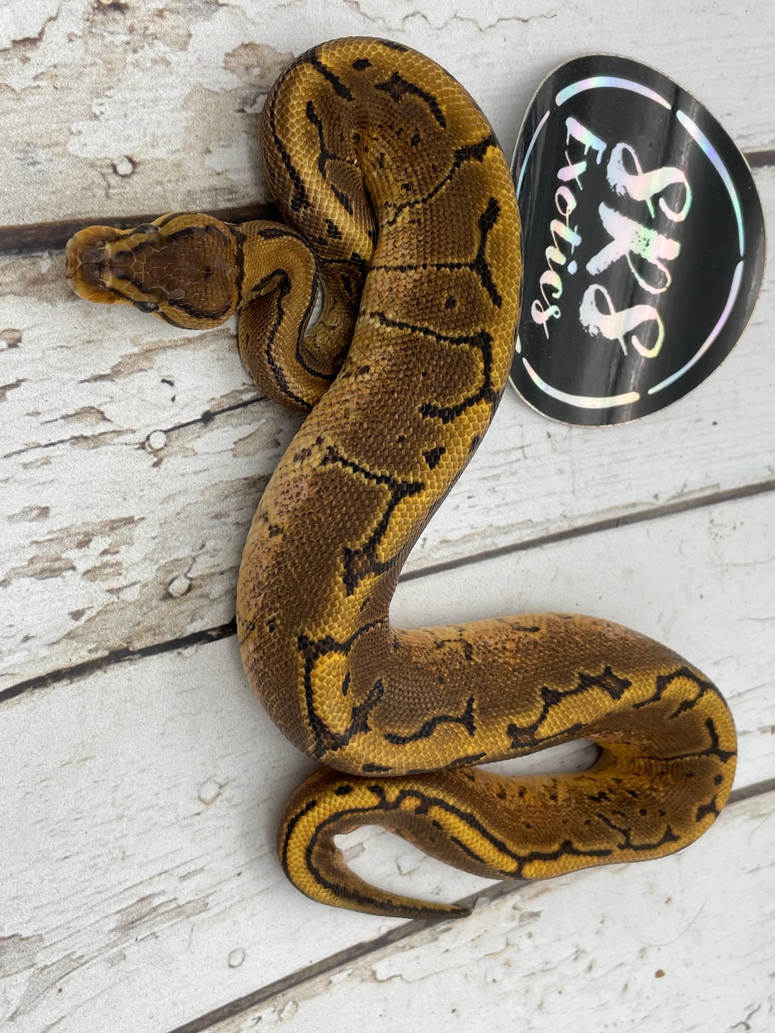 Pinstripe Orange Dream Ball Python by Srs Exotics - MorphMarket