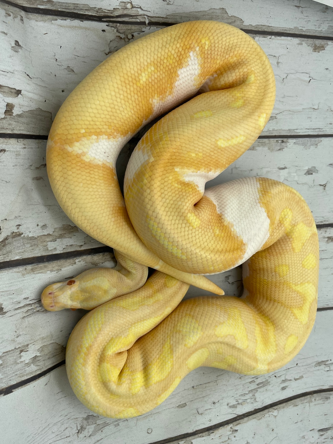 (Proven) Albino Pied Ball Python by Srs Exotics - MorphMarket