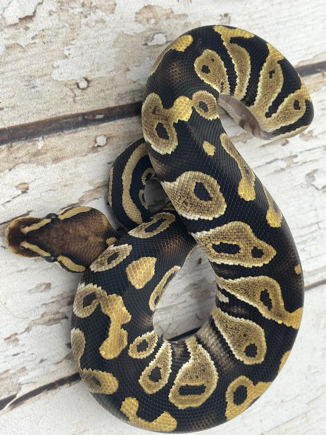 Chocolate Yellowbelly Het Clown Ball Python by Srs Exotics - MorphMarket