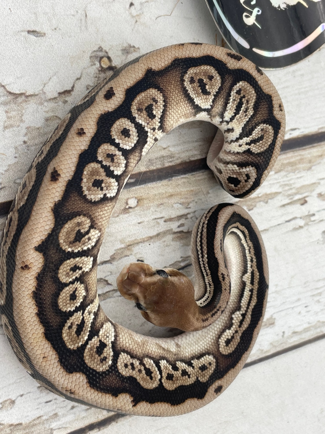 HGW Black Pastel Chocolate Het Clown Ball Python by Srs Exotics ...