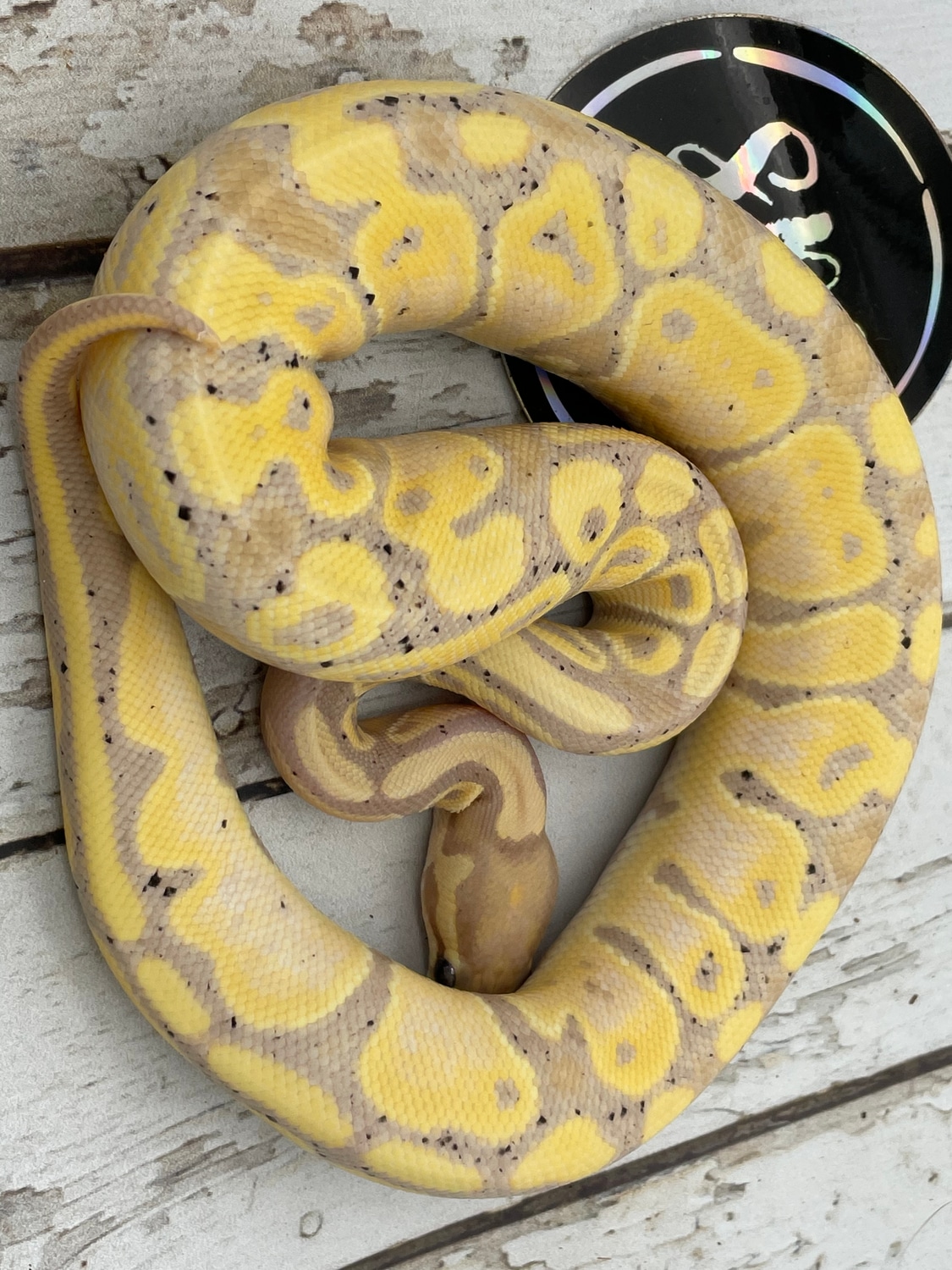 Banana Het Pied Ball Python by Srs Exotics - MorphMarket