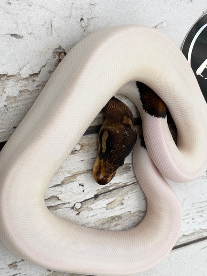 Black Pastel Pied Ball Python by Srs Exotics