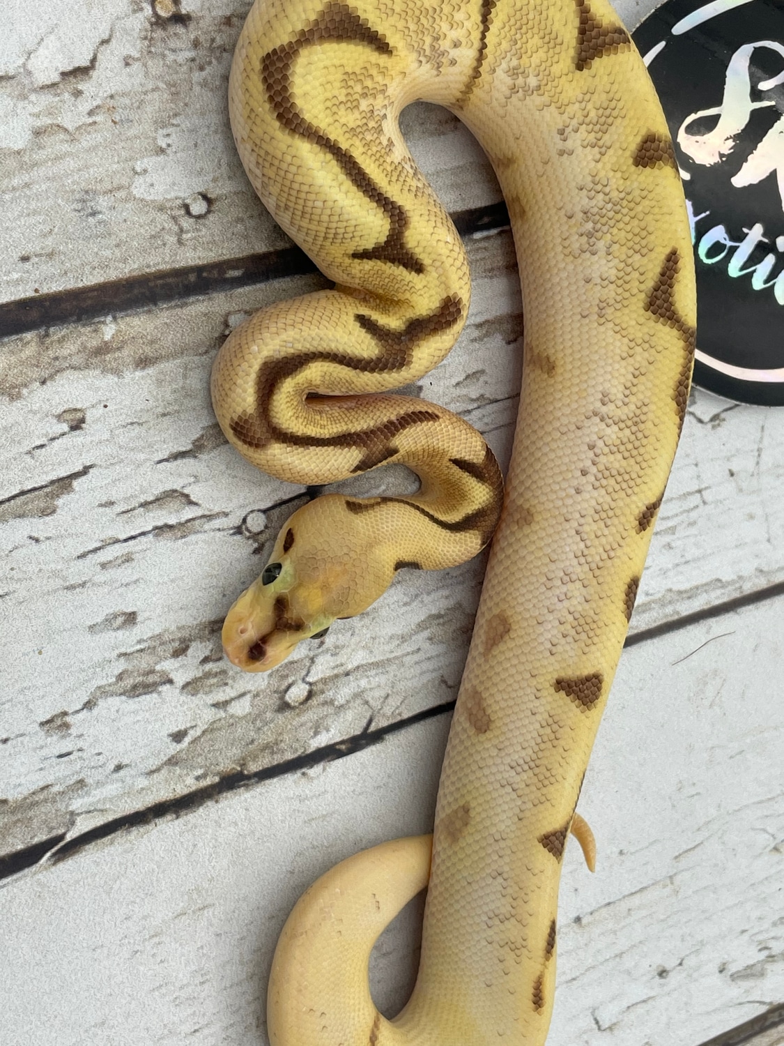 20231 Orange Dream Spider Calico Poss Bongo Ball Python by Srs Exotics ...