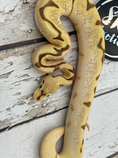 20231 Orange Dream Spider Calico Poss Bongo Ball Python by Srs Exotics