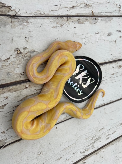 20221 Candy Albino Enchi Ball Python by Srs Exotics