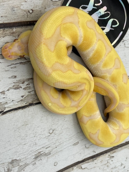 20222 Enchi Albino Candino Ball Python by Srs Exotics