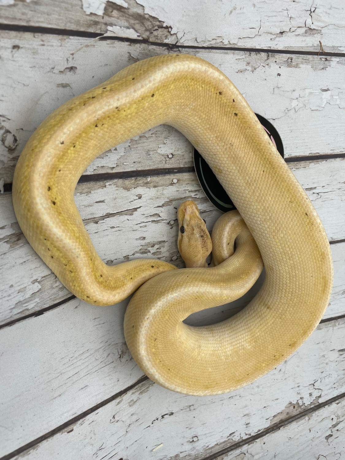 Banana Genetic Stripe Ball Python by Srs Exotics - MorphMarket