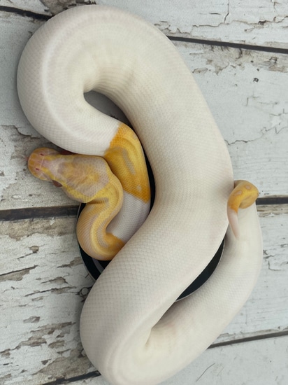 Candy Albino Pied(Shipping Included) Ball Python by Srs Exotics