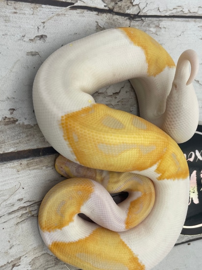 Canino Pied (Shipping Included) Ball Python by Srs Exotics