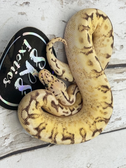 Bumblebee Freeway Ball Python by Srs Exotics