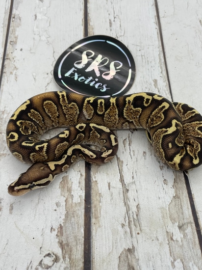 GHI Fire Asphalt Ball Python by Srs Exotics