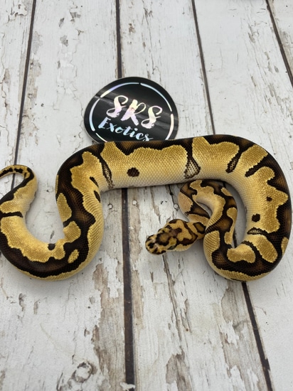Fire Redstripe Yellowbelly Clown Ball Python by Srs Exotics