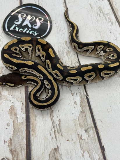 Mojave Blackhead Het Pied Ball Python by Srs Exotics