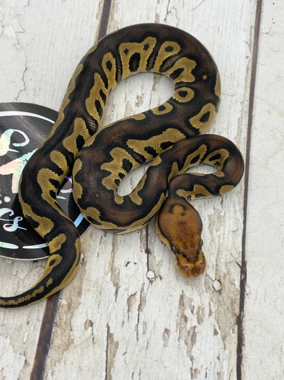 Chocolate Leopard Clown Ball Python by Srs Exotics