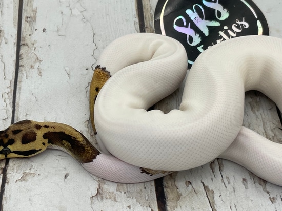 Pastel Leopard Pied Het Clown Ball Python by Srs Exotics