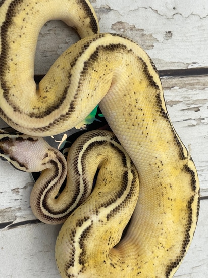 Ghi Calico Pastel Freeway Ball Python by Srs Exotics