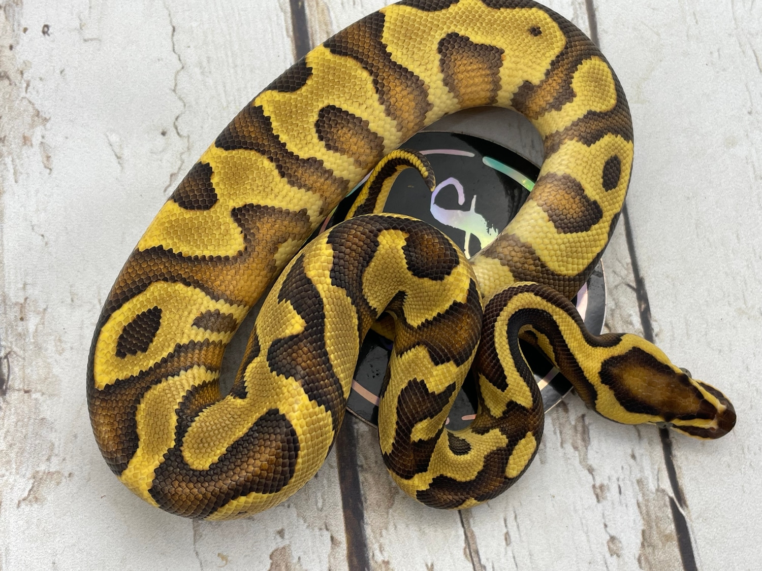 Enchi Fire Orange Dream Red Stripe Het Clown Ball Python by Srs Exotics ...
