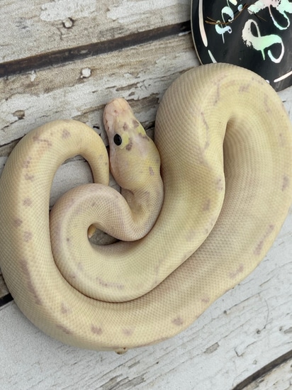 Ivory Bumblebee Ball Python by Srs Exotics