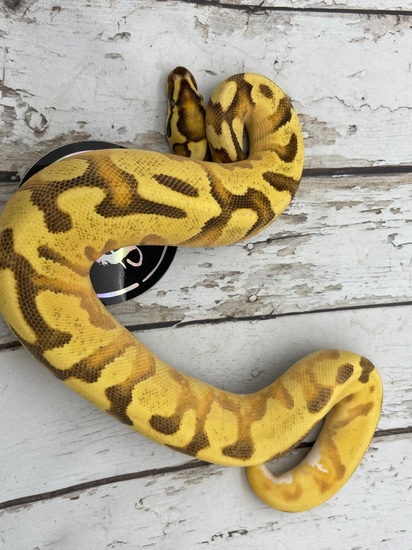 Enchi Fire Orange Dream Yellowbelly Het Pied Ball Python by Srs Exotics