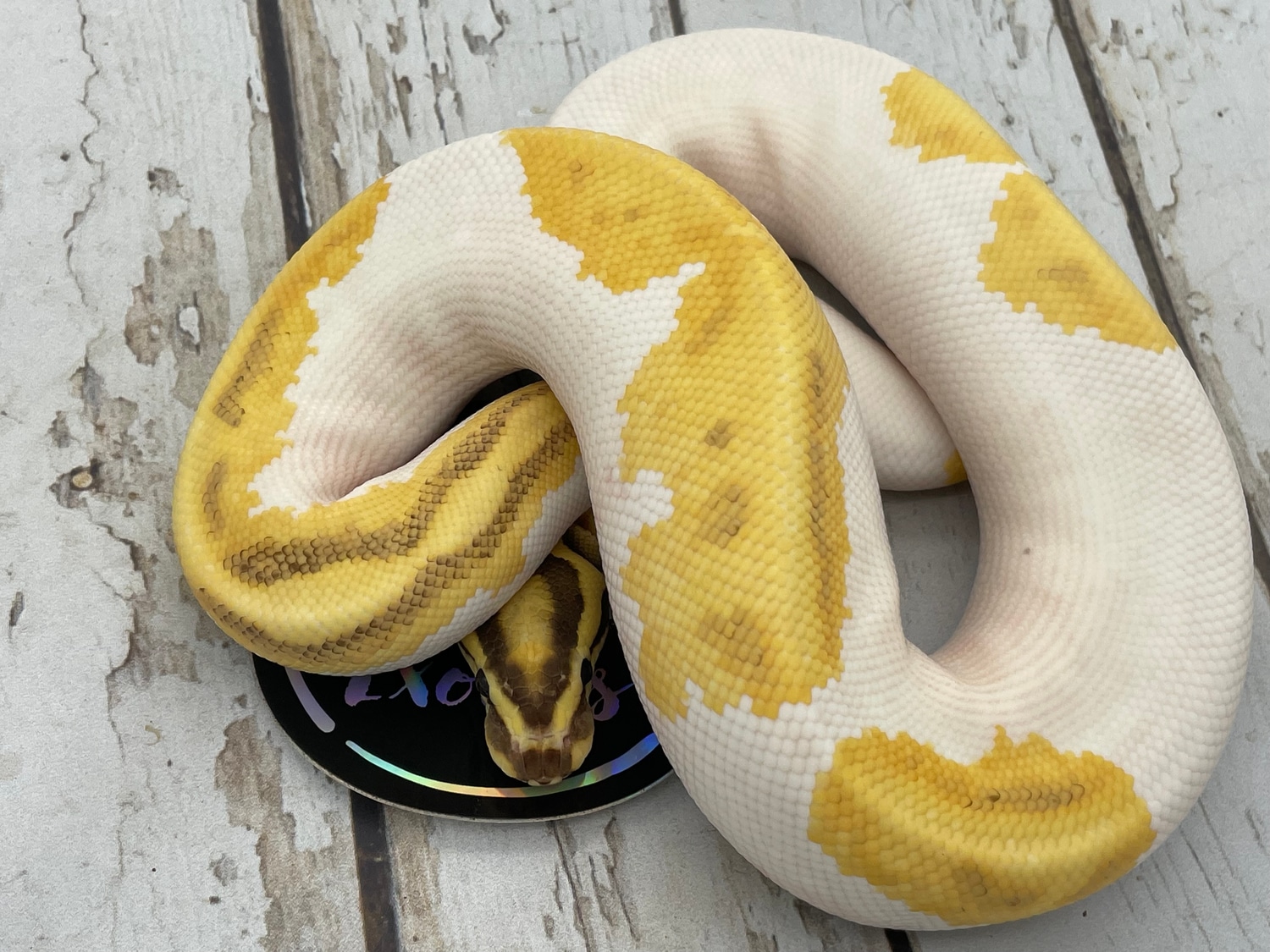 Enchi Firefly Orange Dream Yellowbelly Pied Ball Python by Srs Exotics ...