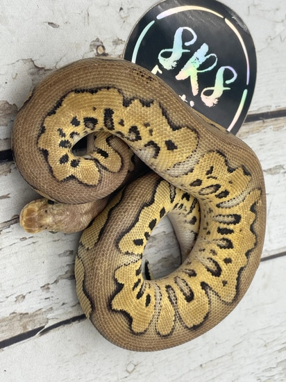Pastel Chocolate Clown Ball Python by Srs Exotics