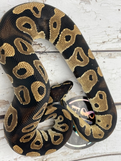 Blackhead Het Clown Ball Python by Srs Exotics