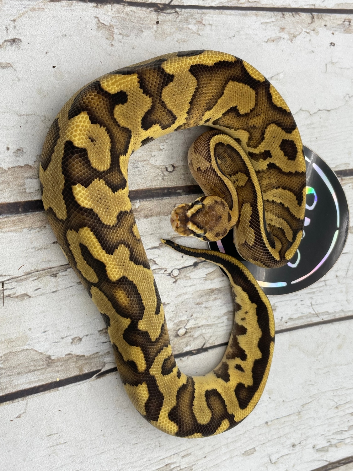 Redstripe Enchi Leopard Het Clown Ball Python by Srs Exotics - MorphMarket