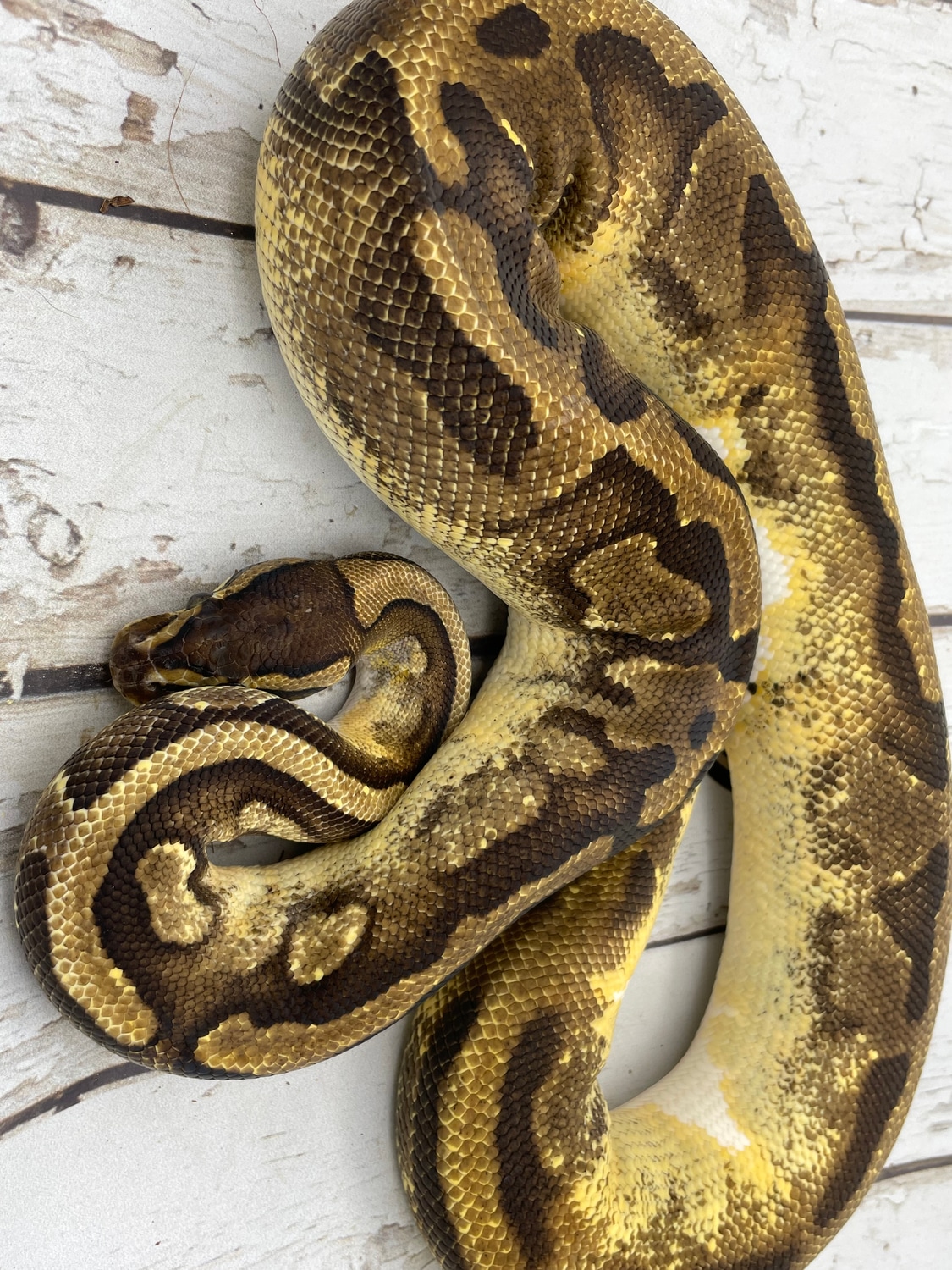 Enchi Pied Ball Python by Srs Exotics - MorphMarket