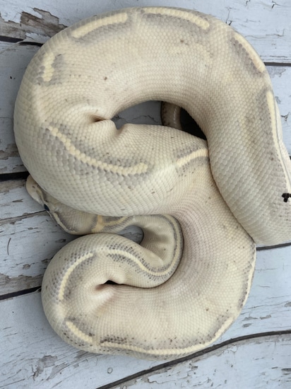 Enchi Highway Ball Python by Srs Exotics