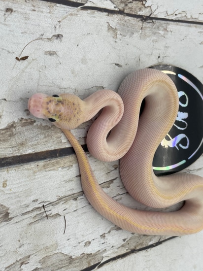 Ivory Ball Python by Srs Exotics