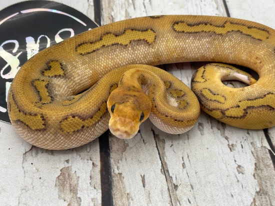 Champagne Enchi Clown Ball Python by Srs Exotics