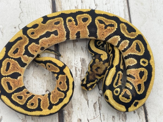 Spotnose 66% Het Clown Ball Python by Srs Exotics