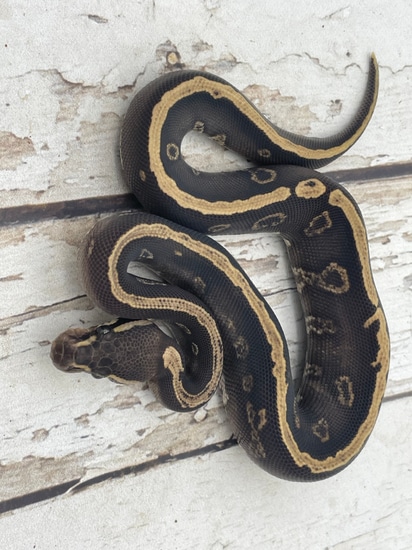 GHI Mojave Confusion Ball Python by Srs Exotics