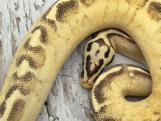 Enchi Pastel Redstripe Freeway Ball Python by Srs Exotics