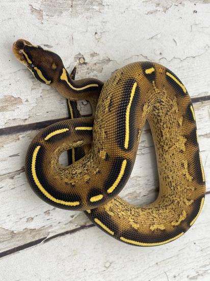 Freeway Ball Python by Srs Exotics