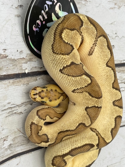 Enchi Fire Clown Ball Python by Srs Exotics