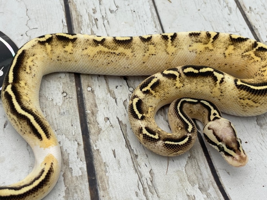 Pastel Calico Freeway Ball Python by Srs Exotics