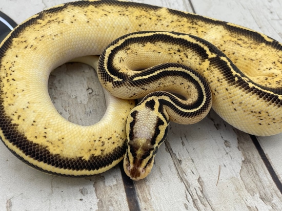 Pastel Calico Freeway Ball Python by Srs Exotics