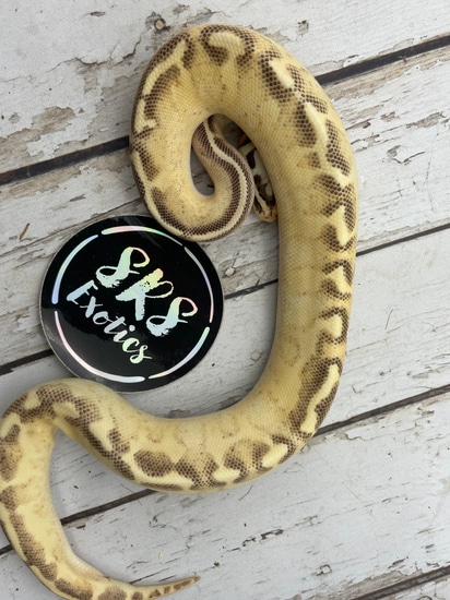 Enchi Pastel Redstripe Freeway Ball Python by Srs Exotics