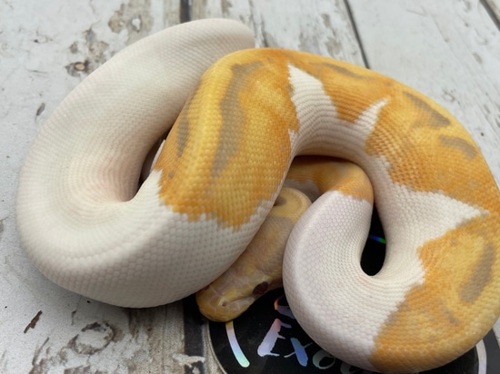 Candy Pied Ball Python by Srs Exotics