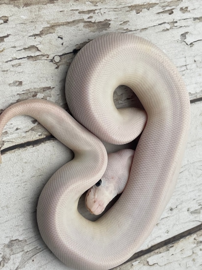 Super Fire Ball Python by Srs Exotics